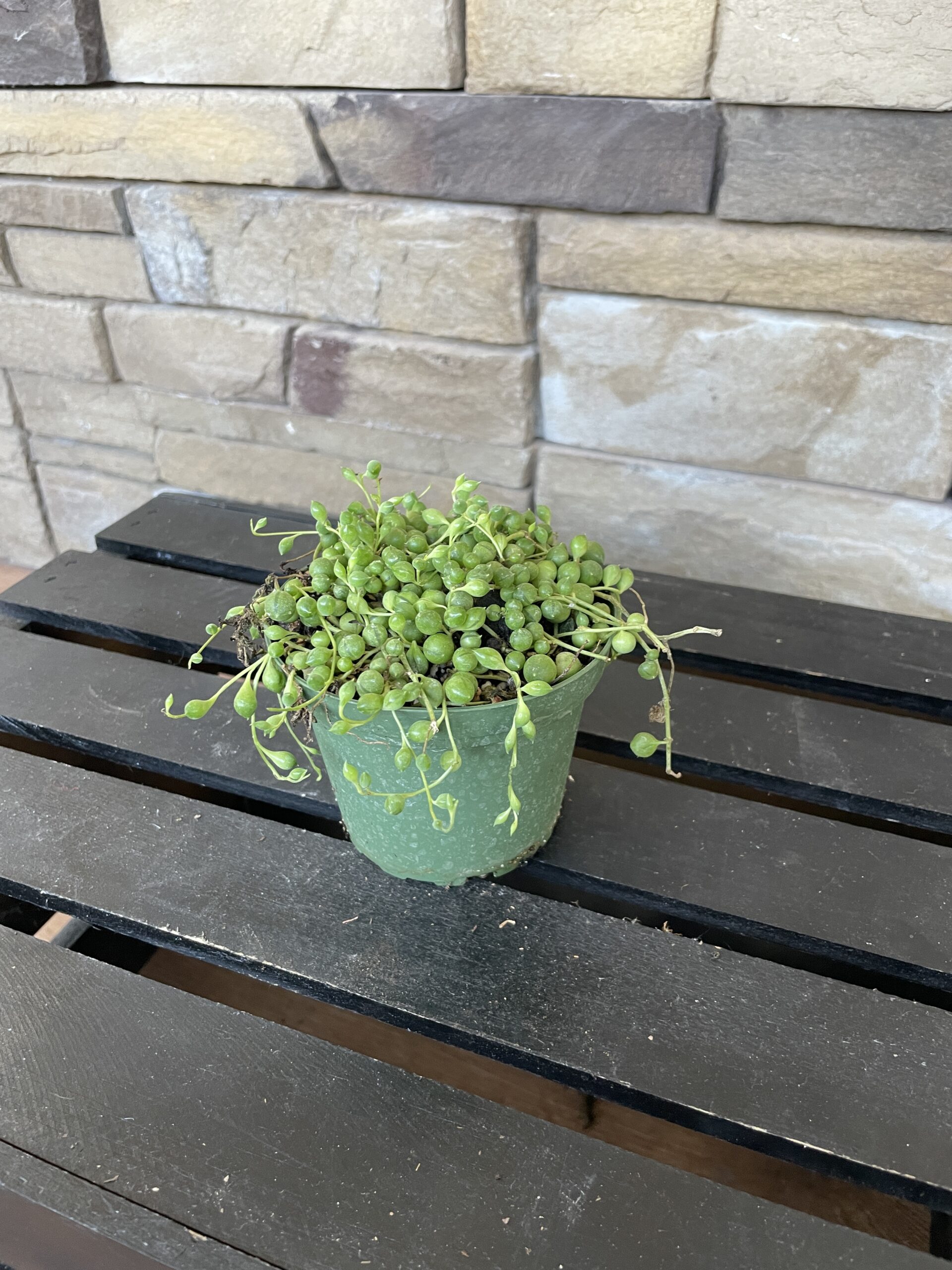4 Inch String of Pearls Un-Potted Non-Pet Friendly - The Flower Bar