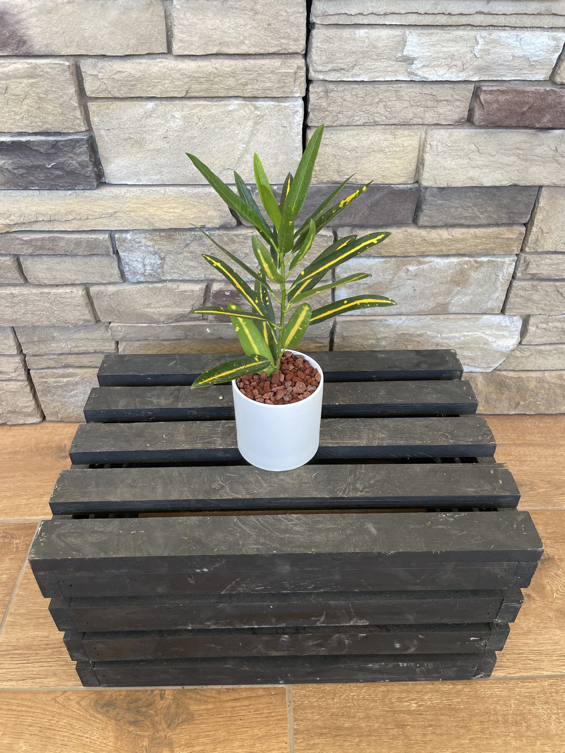 $25 Potted Croton Non-Pet Friendly Plant - The Flower Bar