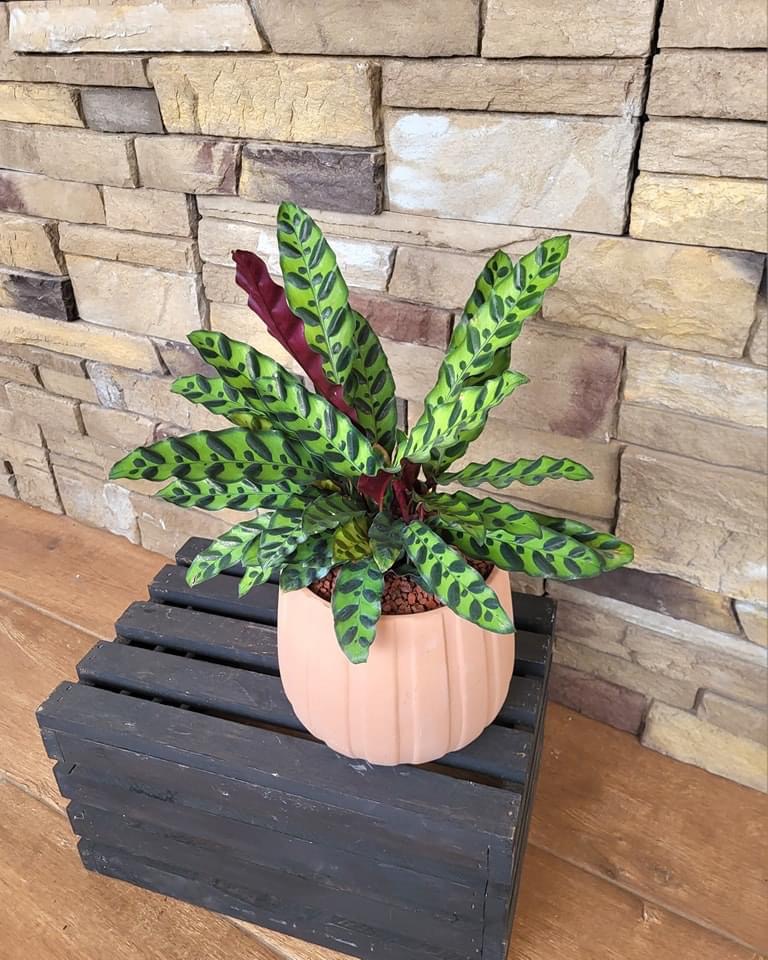 $50 Potted Calathea 'Rattle Snake' Pet Friendly Plant - The Flower Bar